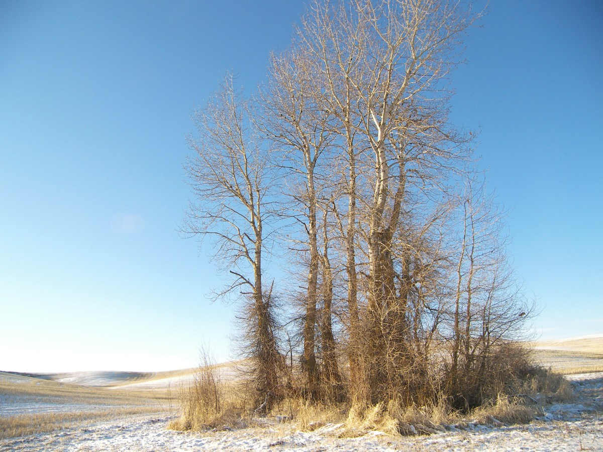 Snowbirds at Home – Traveling Tortuga